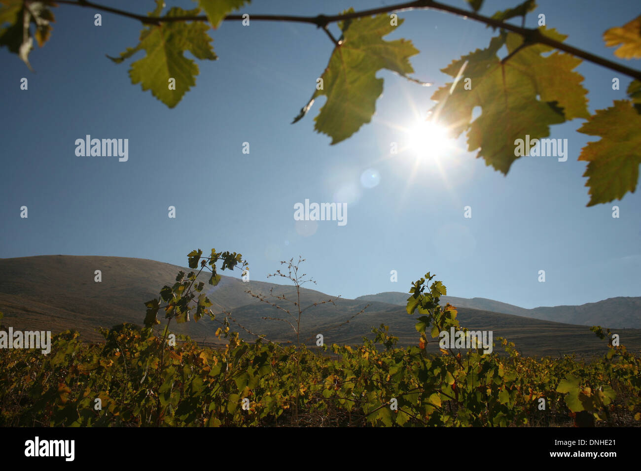 Bekaa valley vineyard lebanon hi-res stock photography and images - Alamy