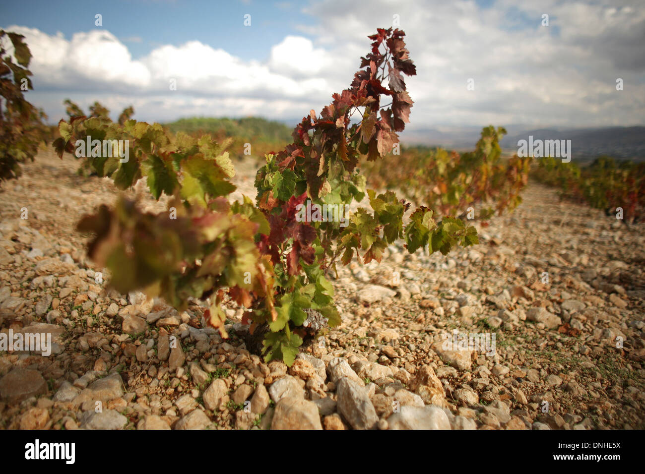 CHATEAU KEFRAYA VINEYARDS, BEKKA VALLEY, LEBANON, THE NEAR EAST Stock ...