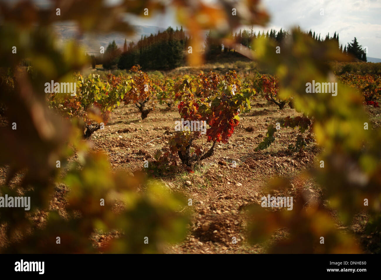 Bekaa valley vineyard lebanon hi-res stock photography and images - Alamy