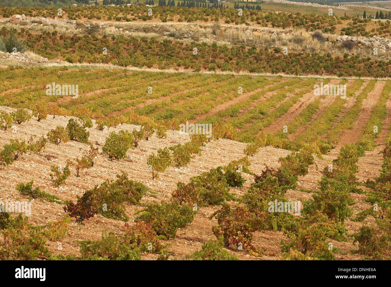 CHATEAU KEFRAYA VINEYARDS, BEKKA VALLEY, LEBANON, THE NEAR EAST Stock ...