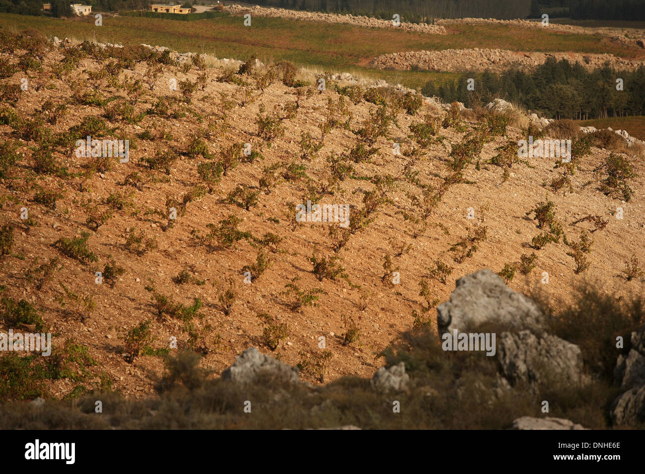 Bekaa valley vineyard lebanon hi-res stock photography and images - Alamy