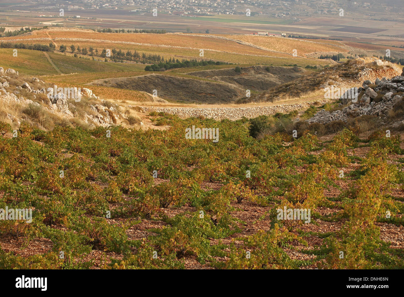 Bekaa valley vineyard lebanon hi-res stock photography and images - Alamy