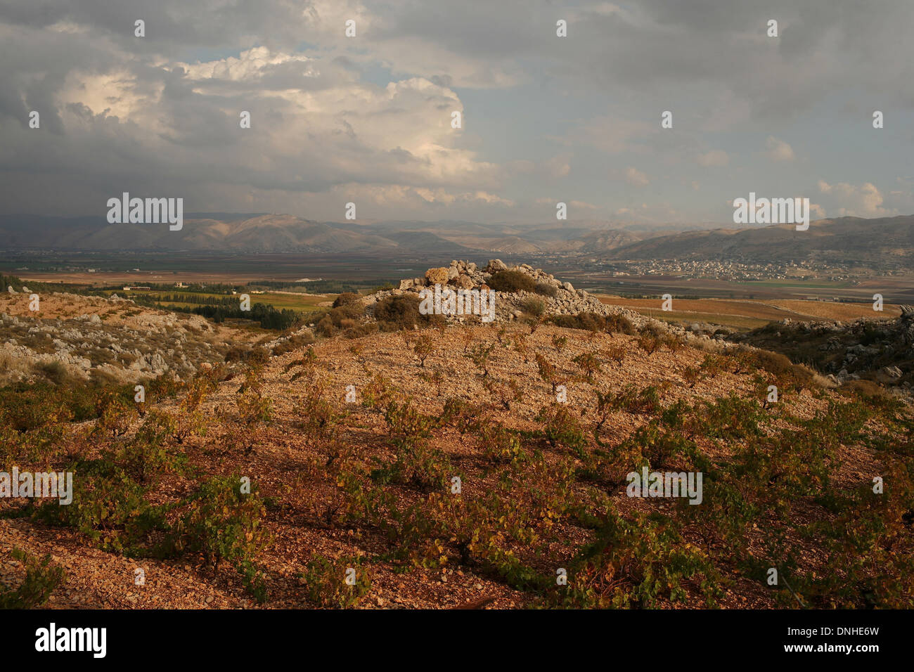 CHATEAU KEFRAYA VINEYARDS, BEKKA VALLEY, LEBANON, THE NEAR EAST Stock ...