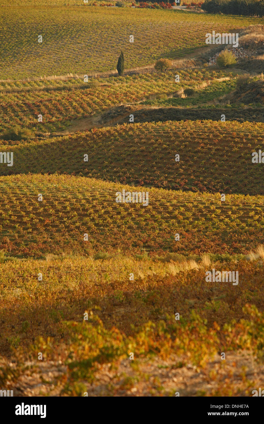 Bekaa valley vineyard lebanon hi-res stock photography and images - Alamy