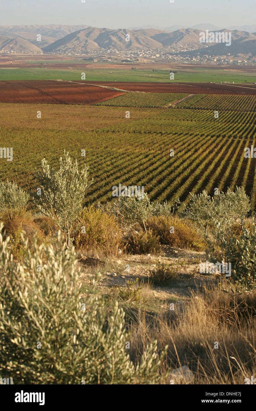 Bekaa valley vineyard lebanon hi-res stock photography and images - Alamy