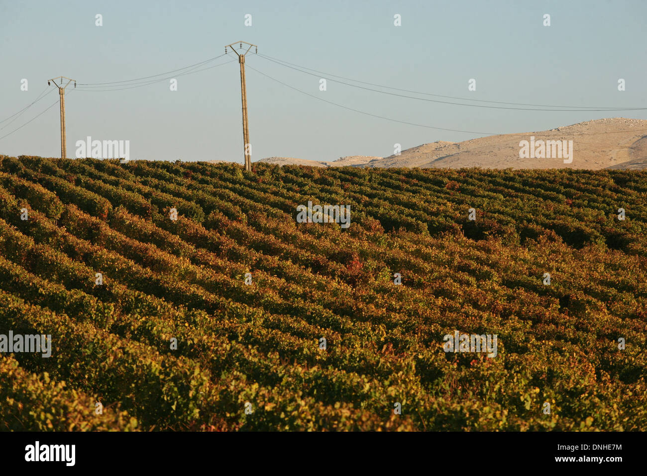Bekaa valley vineyard lebanon hi-res stock photography and images - Alamy