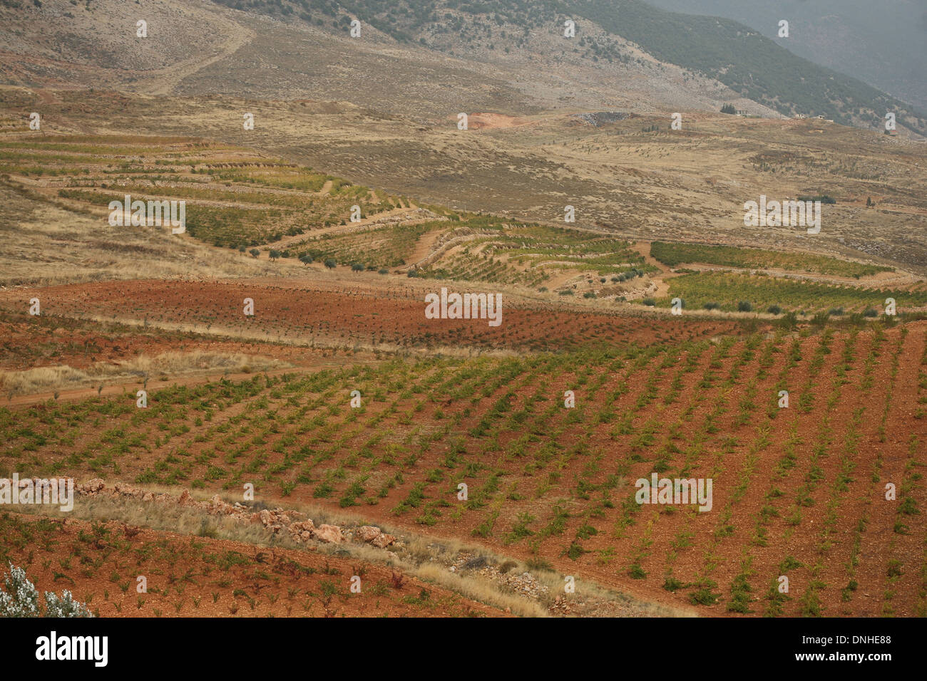 Bekaa valley vineyard lebanon hi-res stock photography and images - Alamy