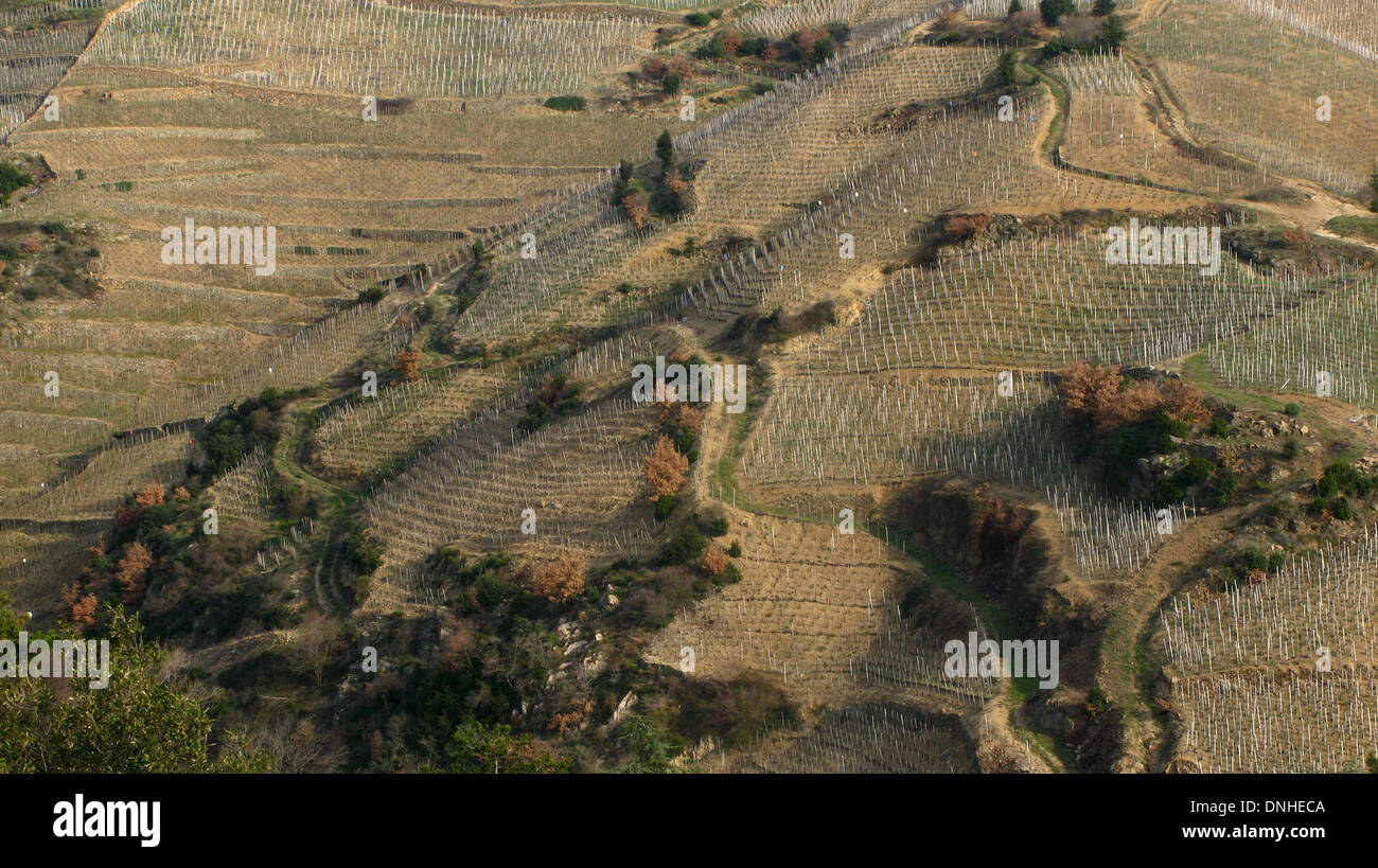 GRAPEVINES ON THE HILLS BY THE RIVER IN THE WINE-GROWING REGION OF ...