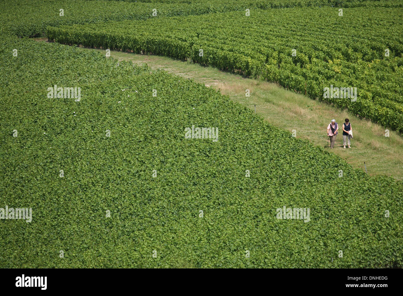 A WALK IN THE VINEYARDS OF BEAUJOLAIS, BURGUNDY, FRANCE Stock Photo - Alamy