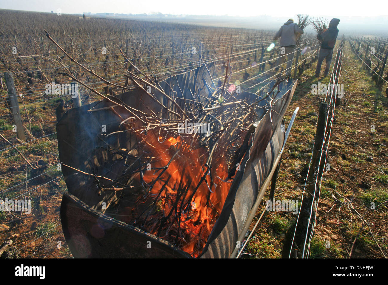 BURNING THE VINE SHOOTS IN BEAUNE, (21) COTE-D'OR, BURGUNDY, FRANCE ...