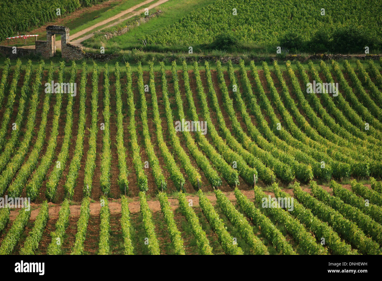 VINEYARDS OF GIVRY, (71) SAONE-ET-LOIRE, BOURGOGNE, FRANCE Stock Photo ...
