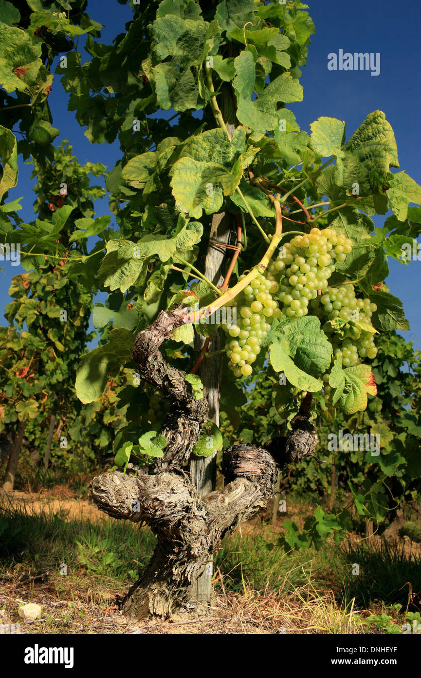 Marsanne grape hi-res stock photography and images - Alamy