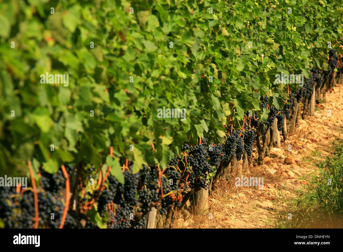 Saint joseph vineyard hi-res stock photography and images - Alamy