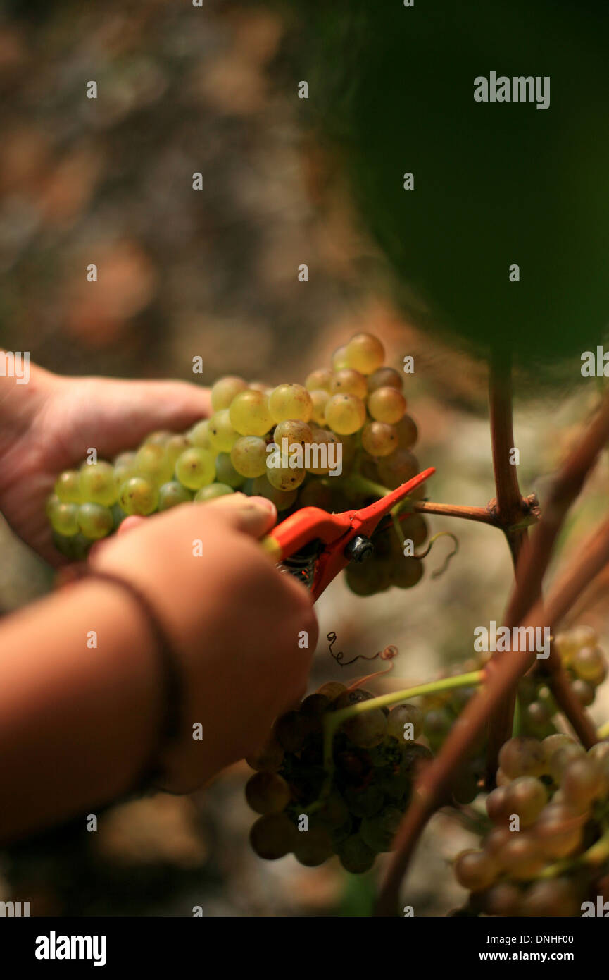 HAND-HARVESTING MARSANNE GRAPES IN THE VINEYARDS OF CHATEAUBOURG, (07 ...