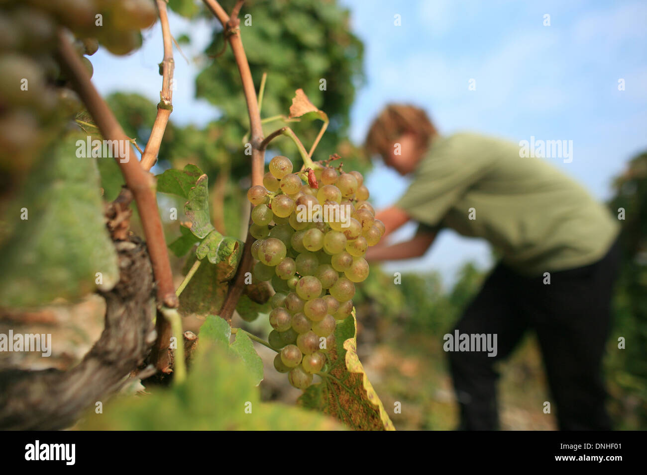 Grapes in hi-res stock photography and images - Alamy