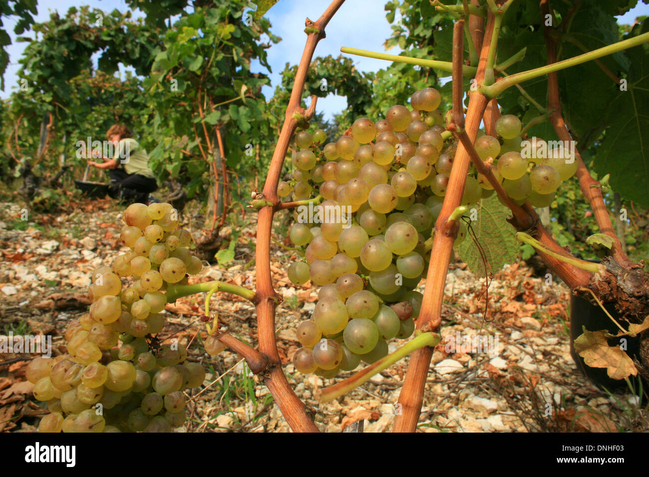 Marsanne Grapes High Resolution Stock Photography and Images - Alamy