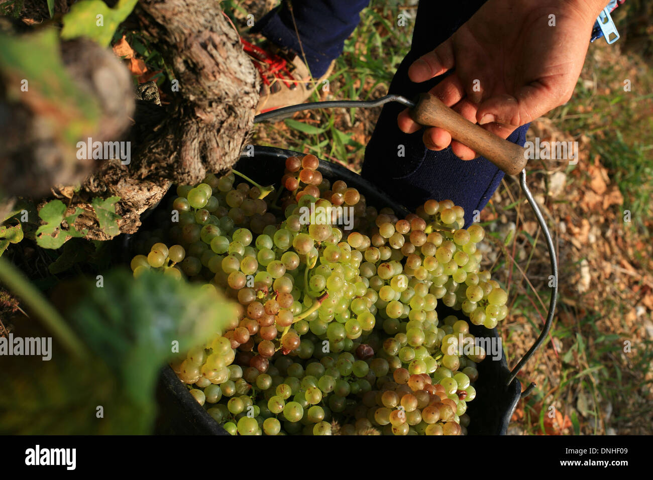 Grapes in hand hi-res stock photography and images - Alamy