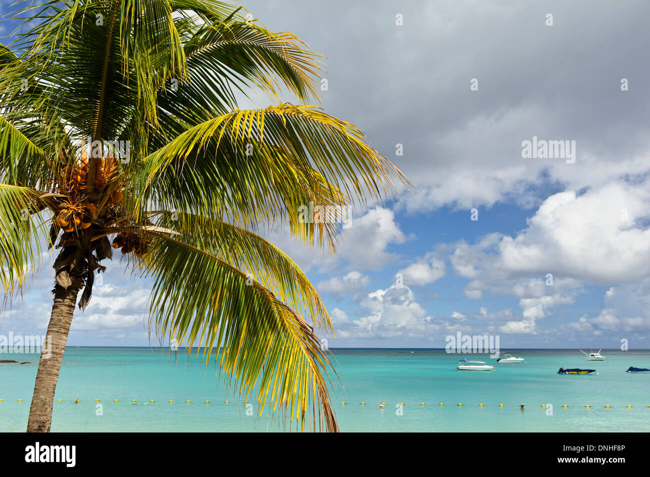 Coconut tree on sandy beach and turquoise sea of Mauritius Stock Photo ...