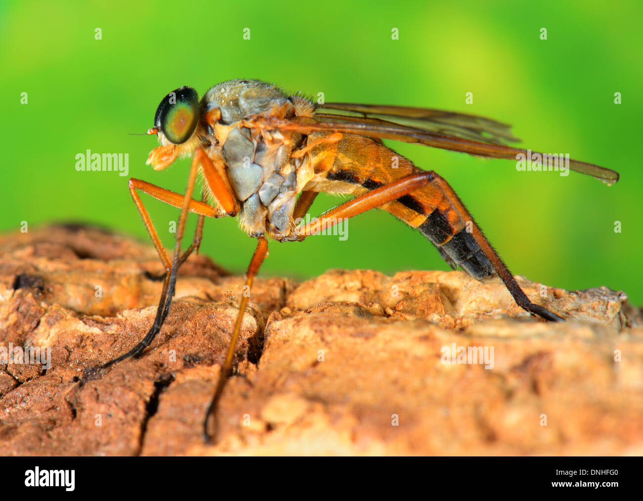 Snipe flies hi-res stock photography and images - Alamy