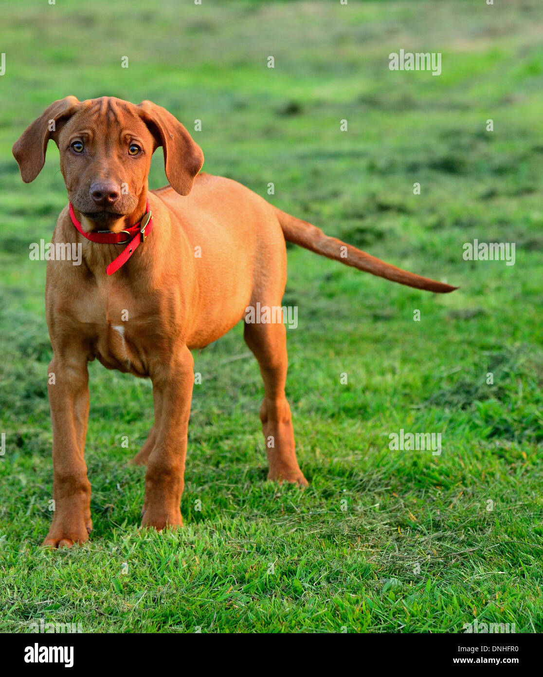 Rhodesian ridgeback nose hi-res stock photography and images - Alamy