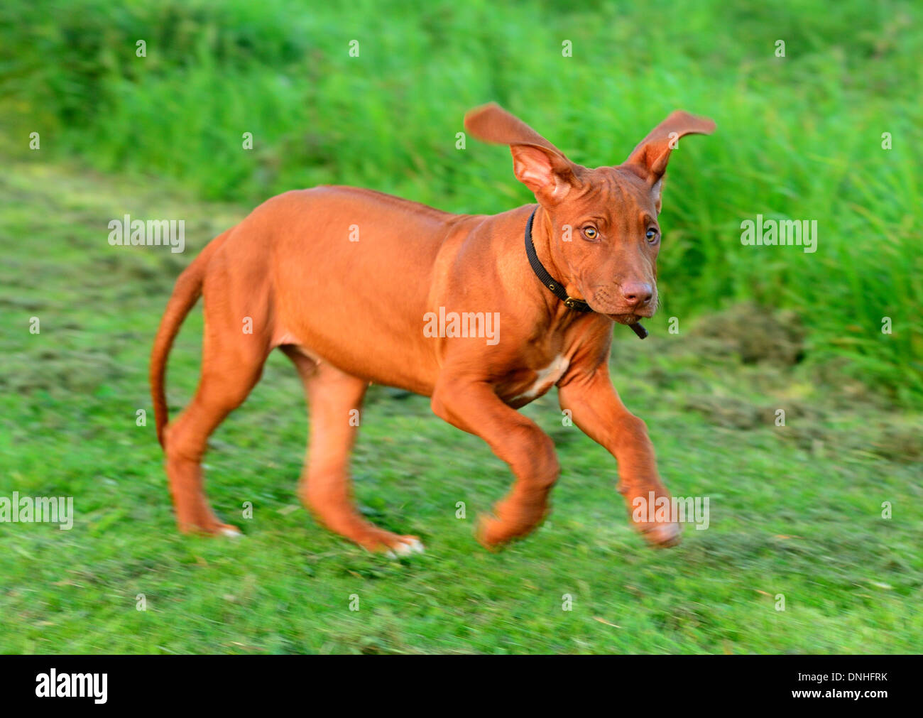Rhodesian ridgeback puppy hi-res stock photography and images - Alamy