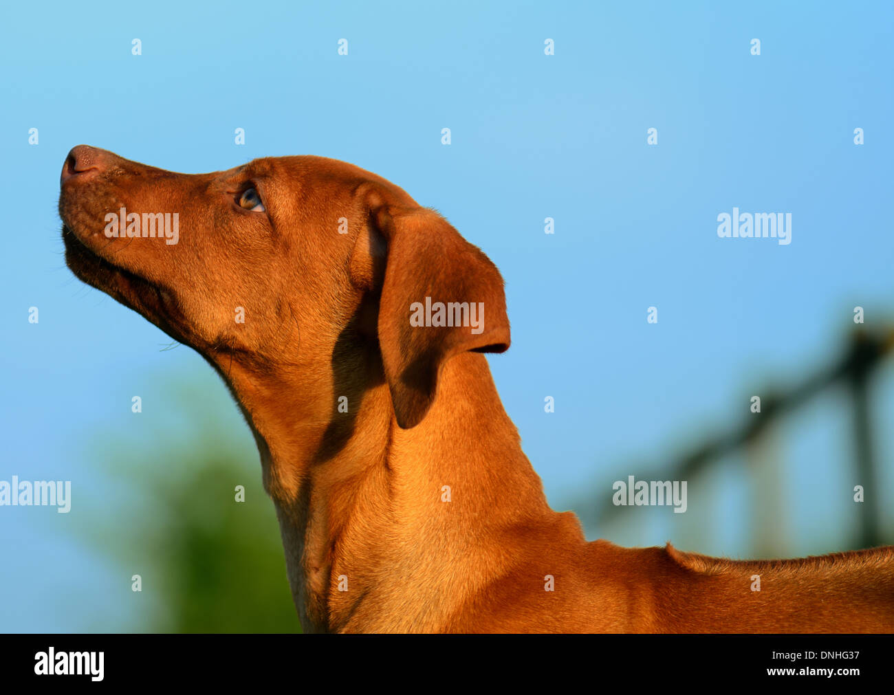 Rhodesian Ridgeback puppy, portrait head shot Stock Photo - Alamy
