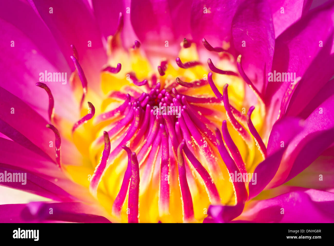 Lily pink perfection hi-res stock photography and images - Alamy