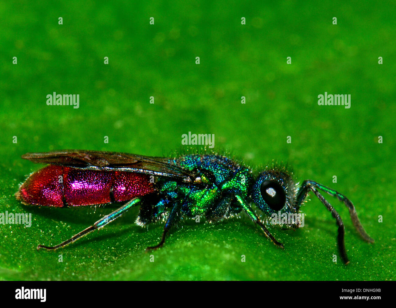 Ruby tailed hi-res stock photography and images - Alamy