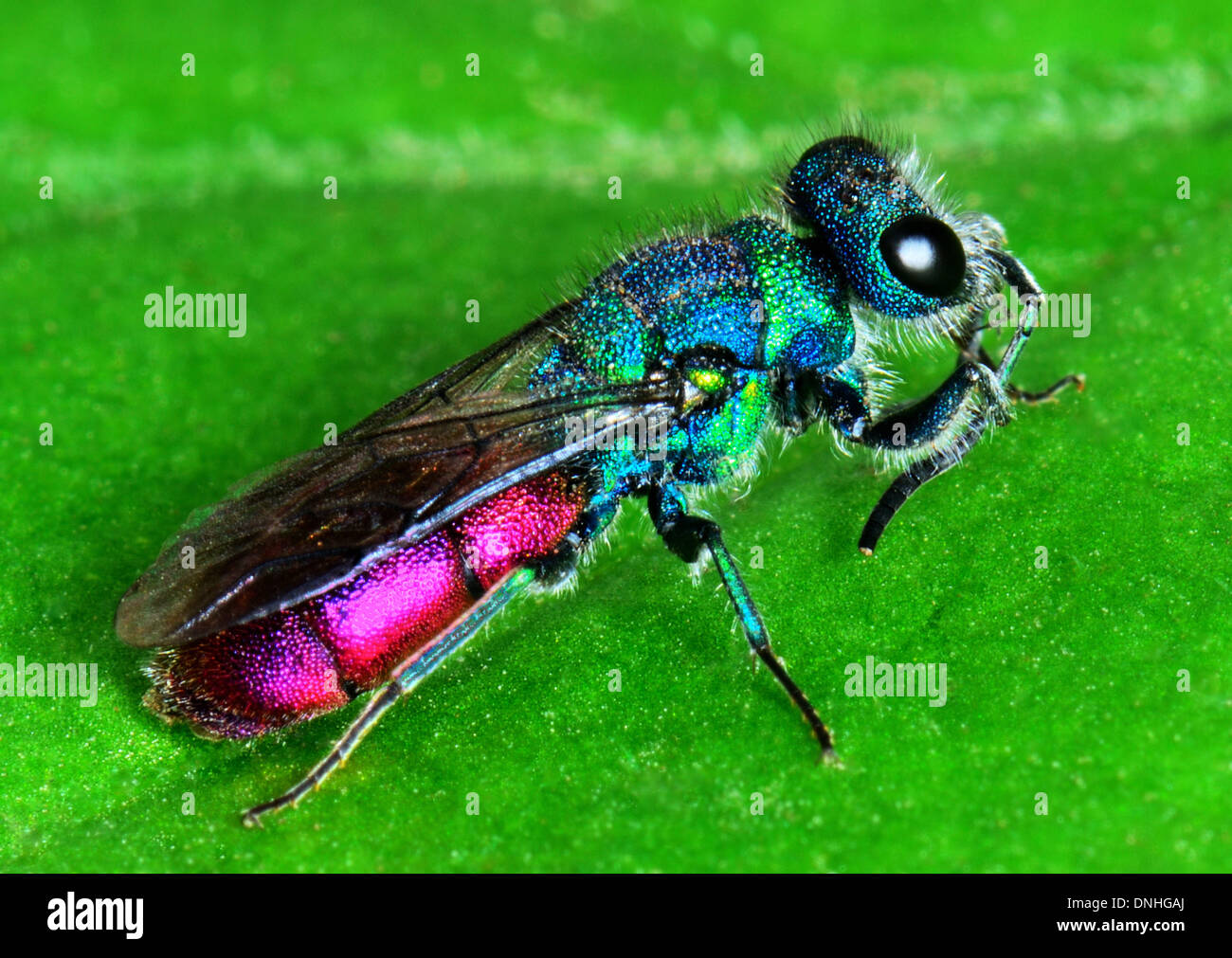 Parasitic Ruby-Tailed wasp, Chysis ignita, grooming it's antennae Stock ...