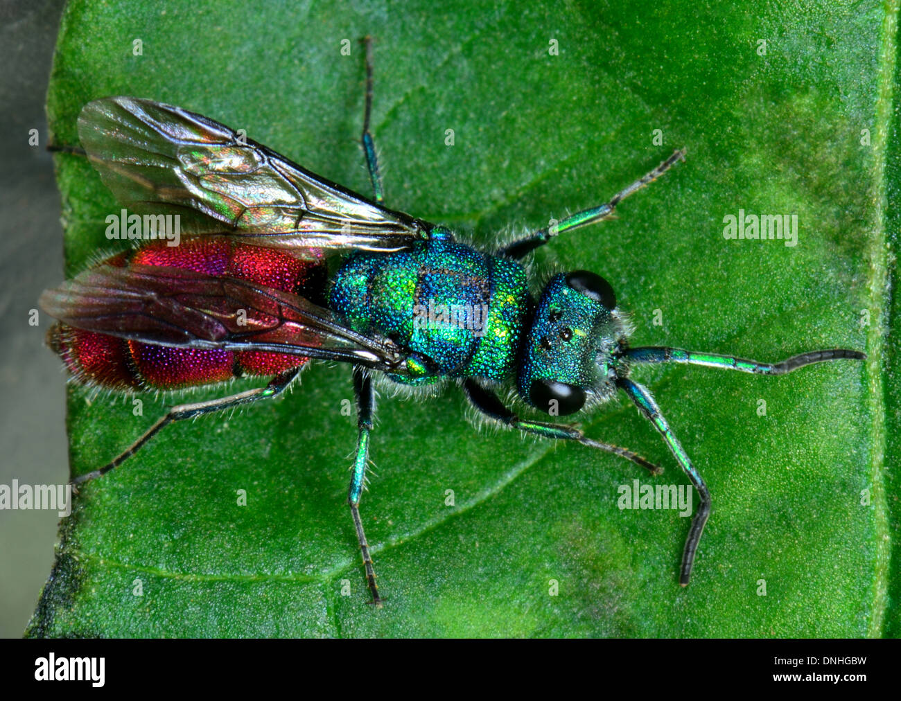 Parasitic Ruby-Tailed wasp, Chysis ignita Stock Photo - Alamy