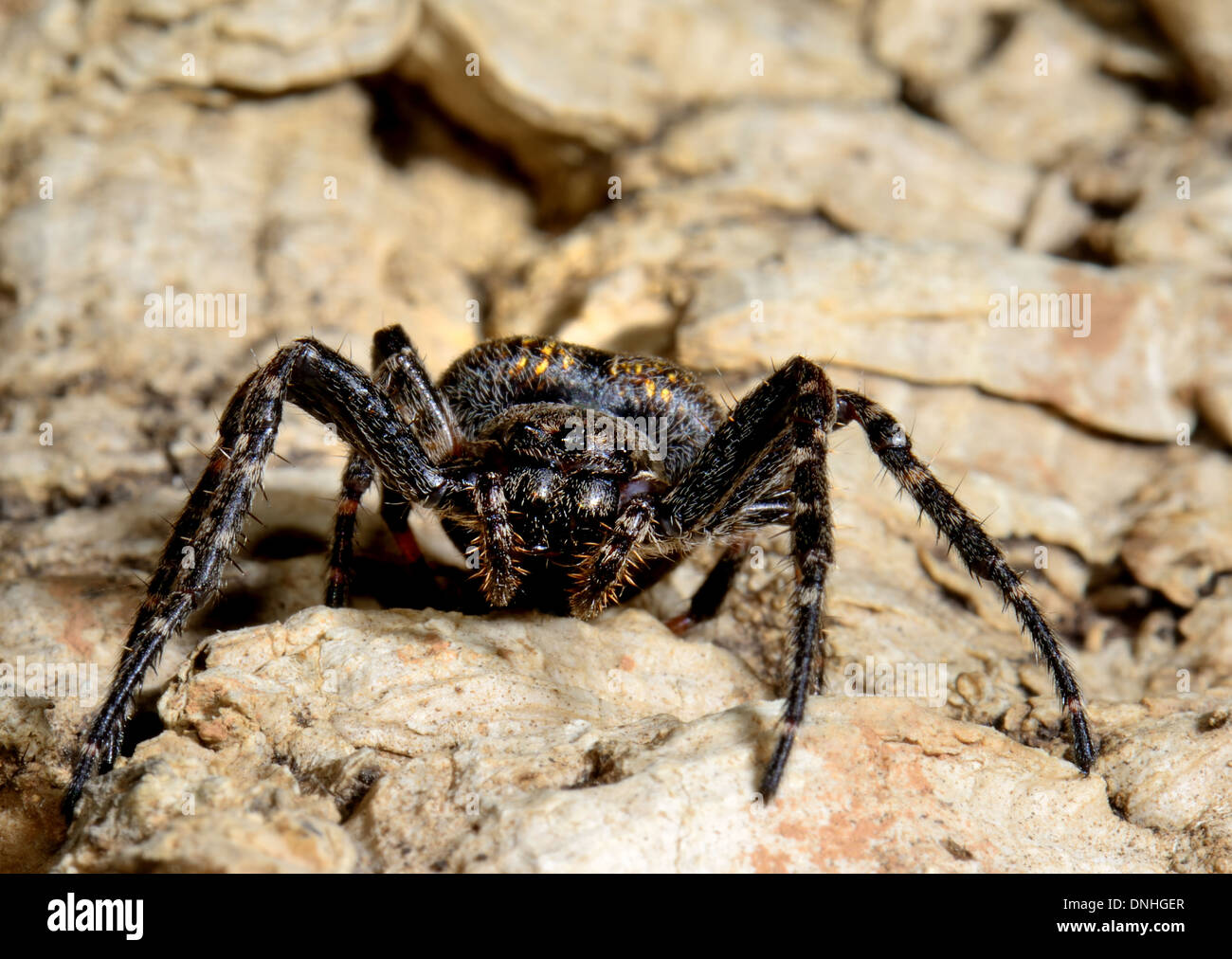 Walnut Orb spider or Evening spider, Nuctenea umbratica. Essex UK Stock ...