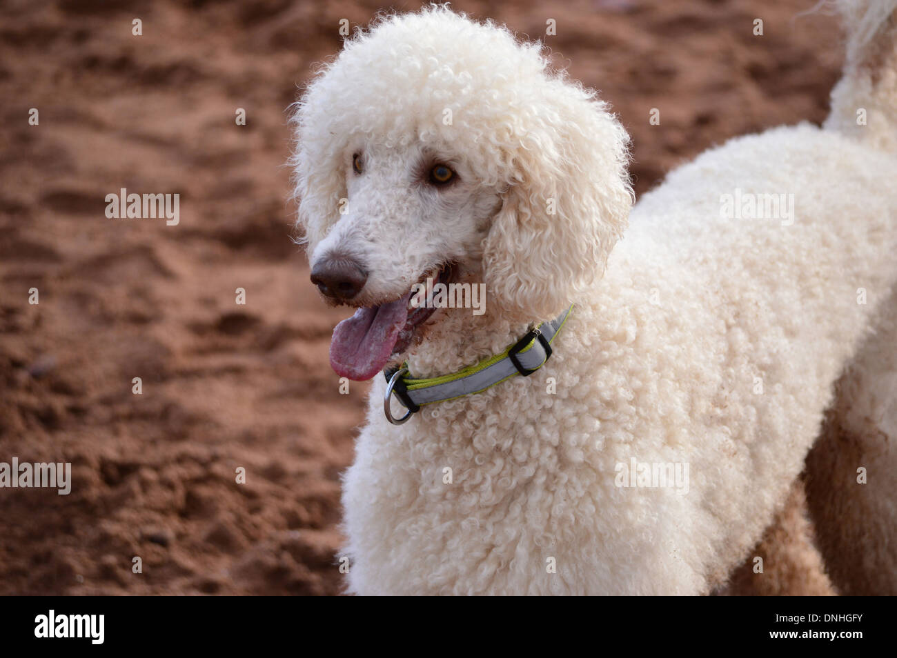 Giant poodle hi-res stock photography and images - Alamy
