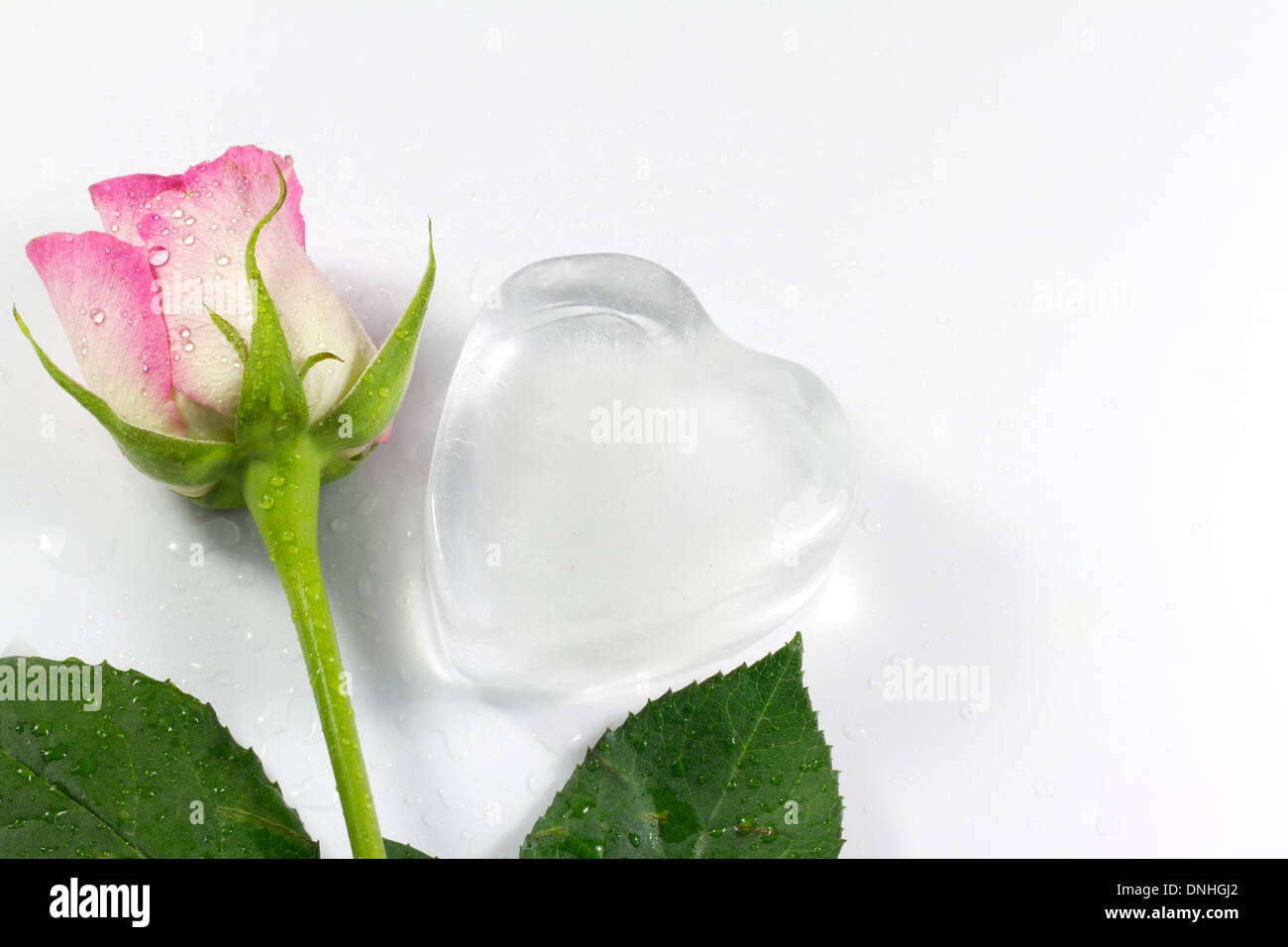 Ice heart on pink abstract valentine love background with water Stock ...