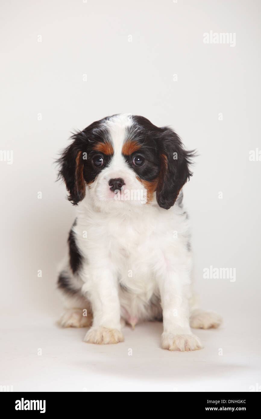Cavalier King Charles Spaniel, puppy, tricolour, 6 weeks |Cavalier King ...