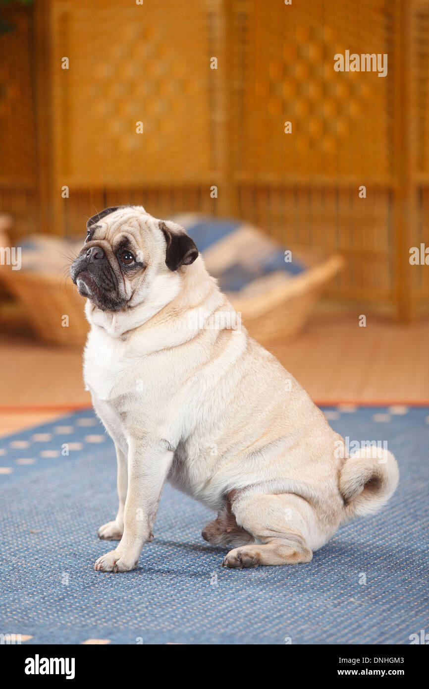 Mops pug hi-res stock photography and images - Alamy
