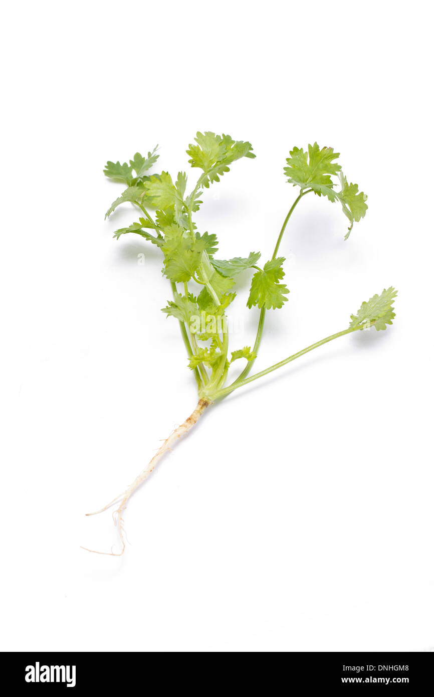 Fresh Coriander (Cilantro) Herb Isolated On A White Background Stock ...