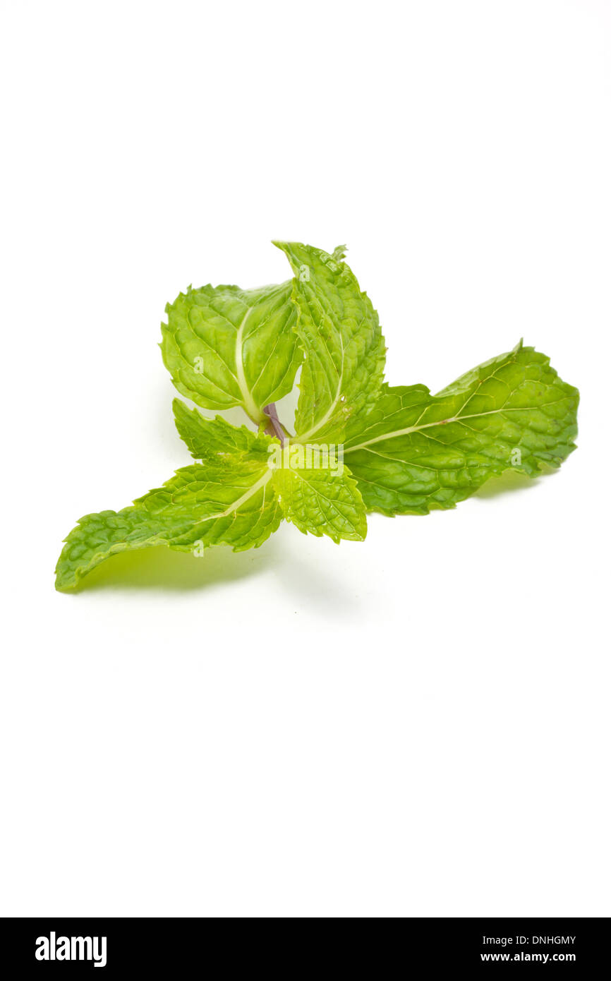 Fresh Mint Isolated On White Background Stock Photo - Alamy