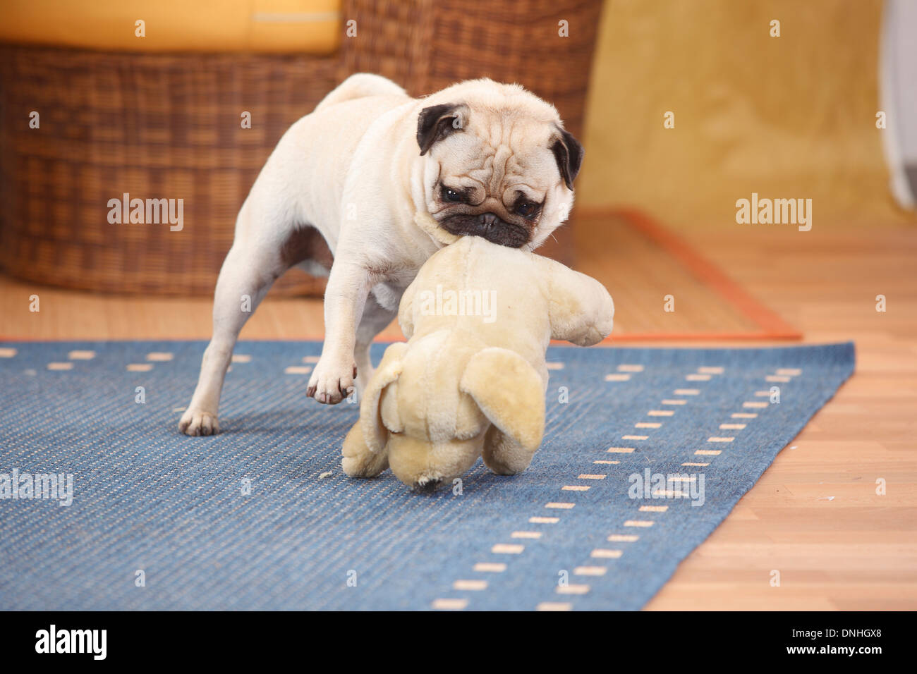 Mops pug hi-res stock photography and images - Alamy