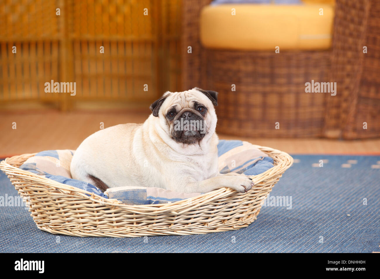 Mops pug hi-res stock photography and images - Alamy
