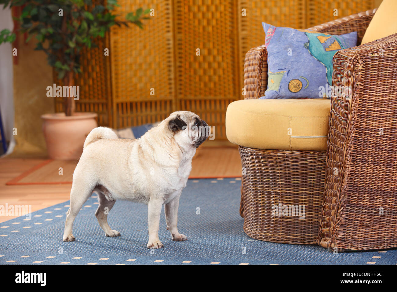 Pug side view hi-res stock photography and images - Alamy
