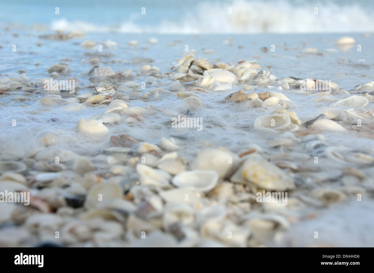 Sea shells in the ocean on Marco Island Stock Photo - Alamy