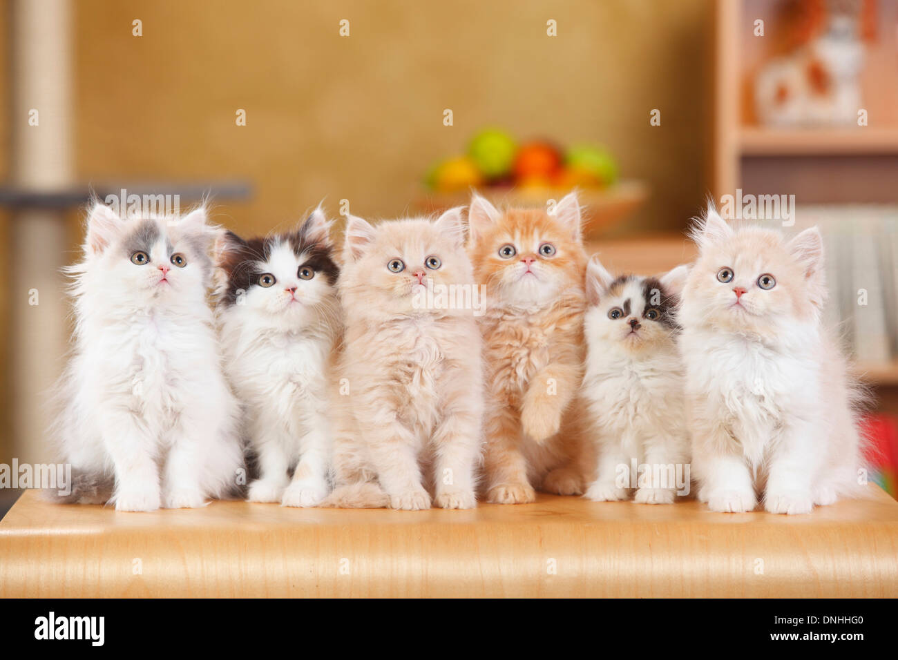 Britisch langhaar highlander hi-res stock photography and images - Alamy