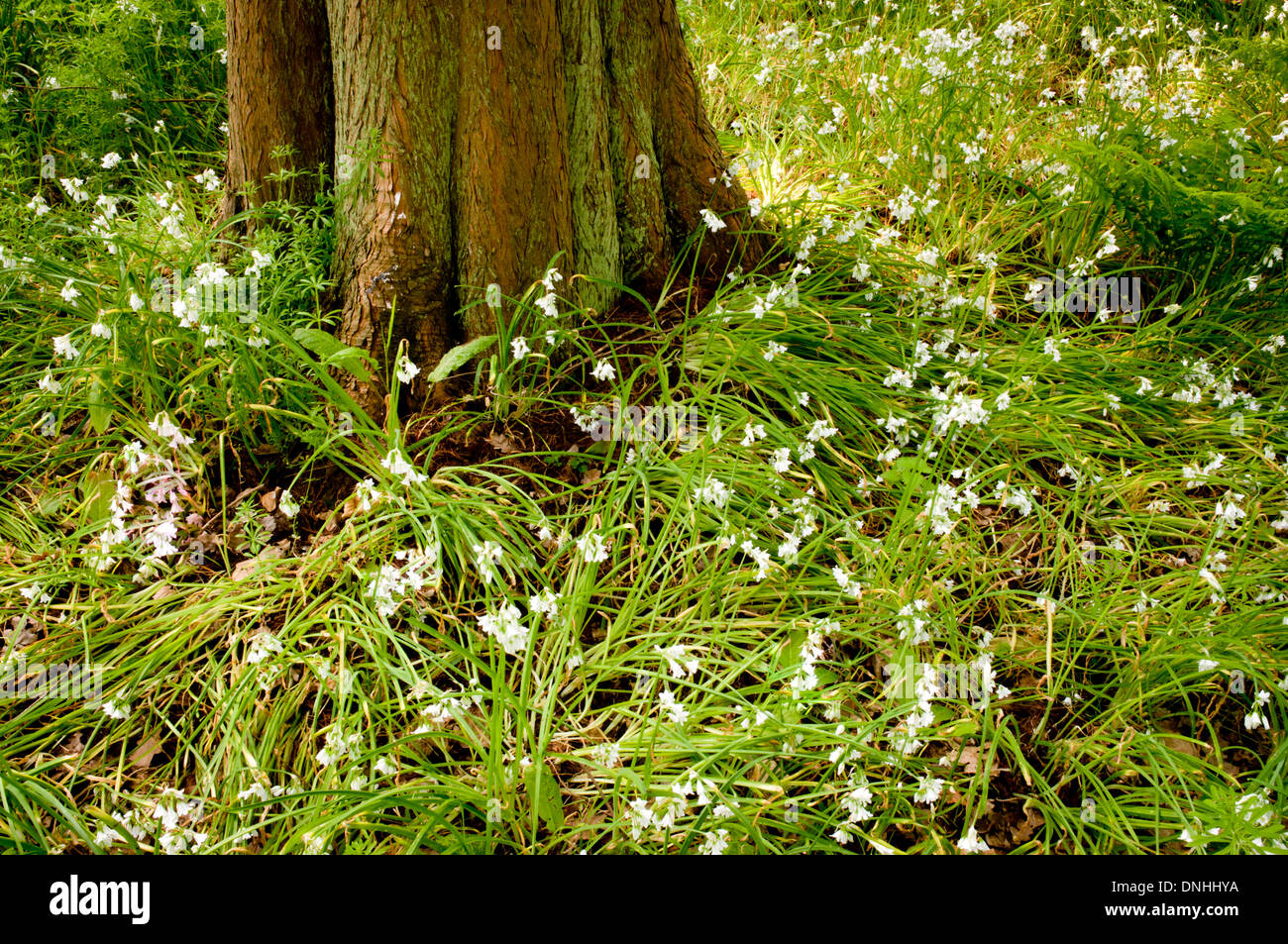 Snowdrops in the grass around a tree trunk Stock Photo - Alamy