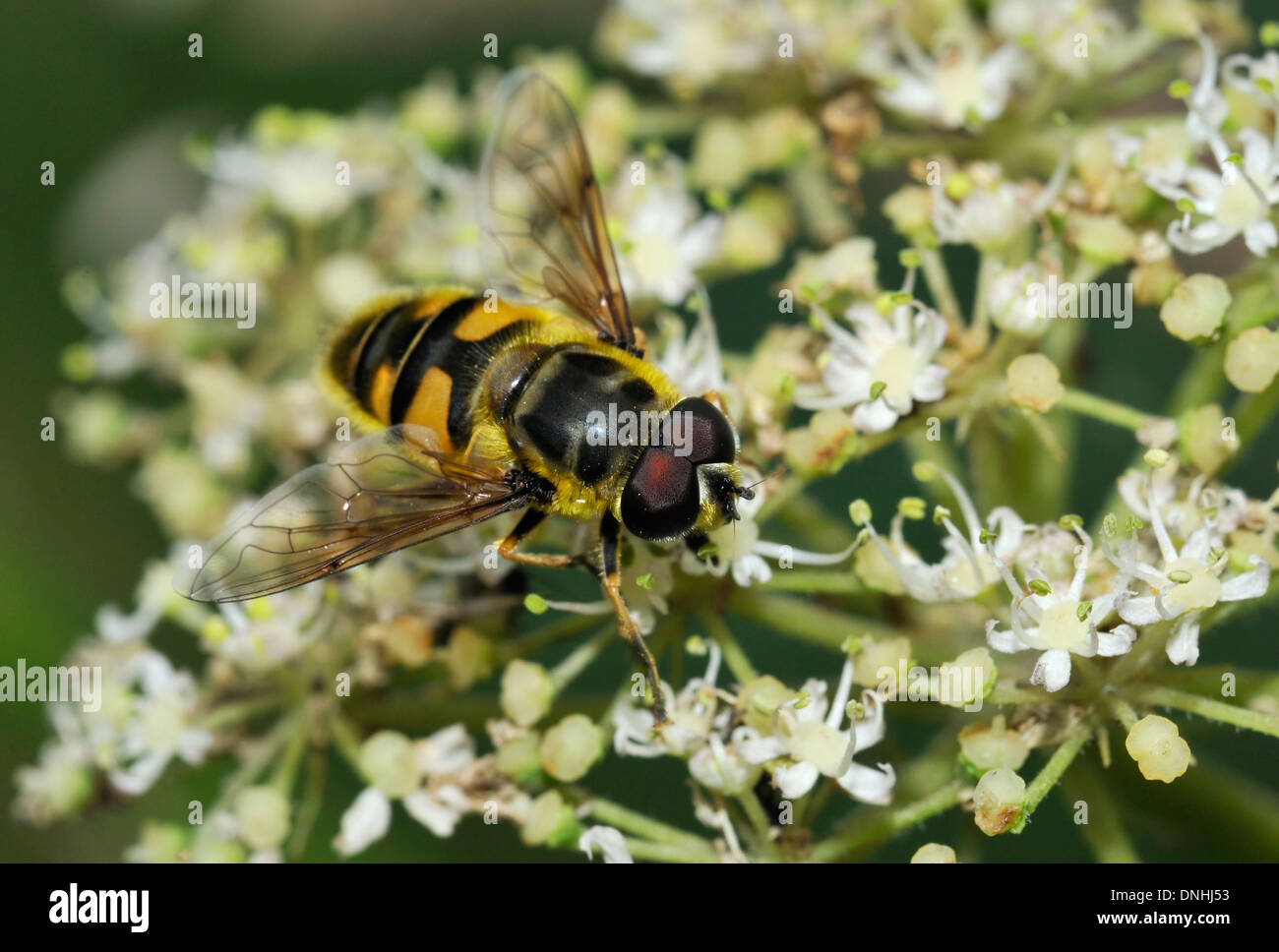 Myathropa florea male hi-res stock photography and images - Alamy