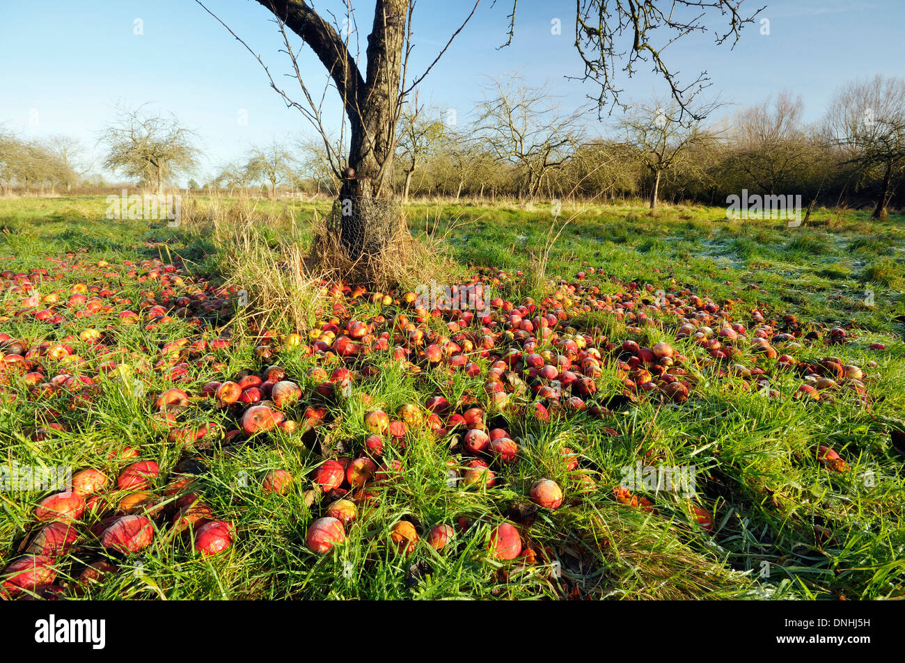 Windfall apples orchard hi-res stock photography and images - Alamy