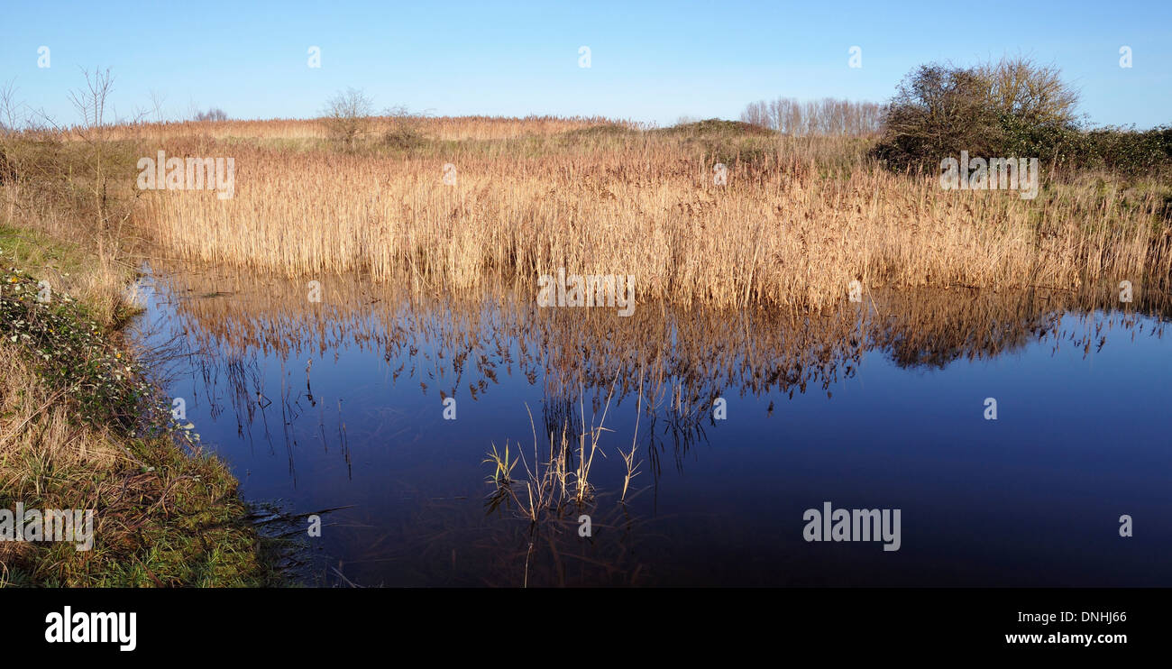 Phragmites australis england hi-res stock photography and images - Alamy