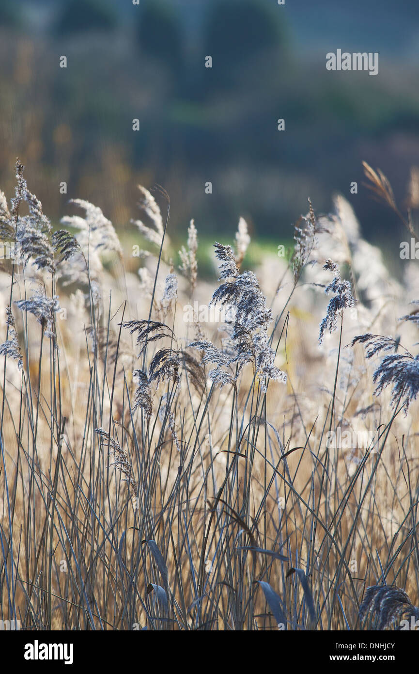 close up photo of reeds growing in winter Stock Photo - Alamy