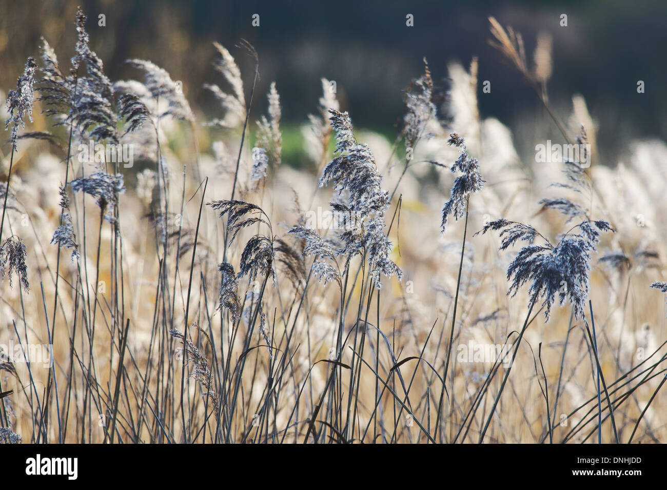 reeds growing in reedbed Stock Photo - Alamy