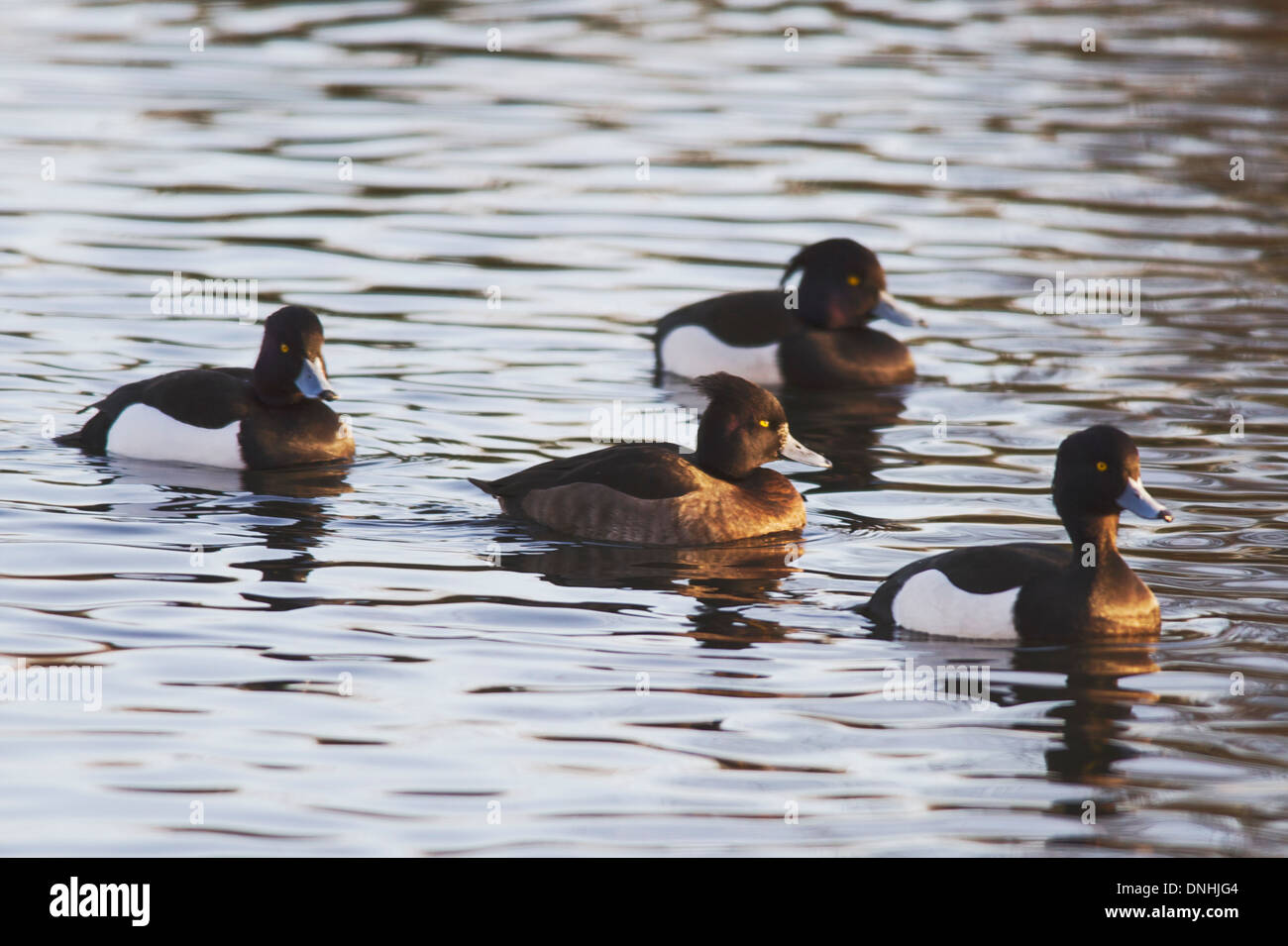 Ducks on water Stock Photo - Alamy