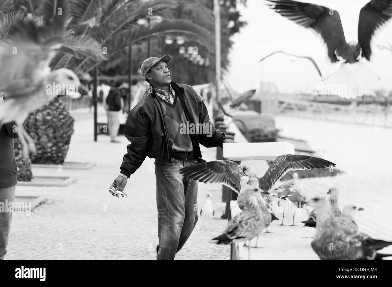Man throws fish at group of seagulls Stock Photo - Alamy